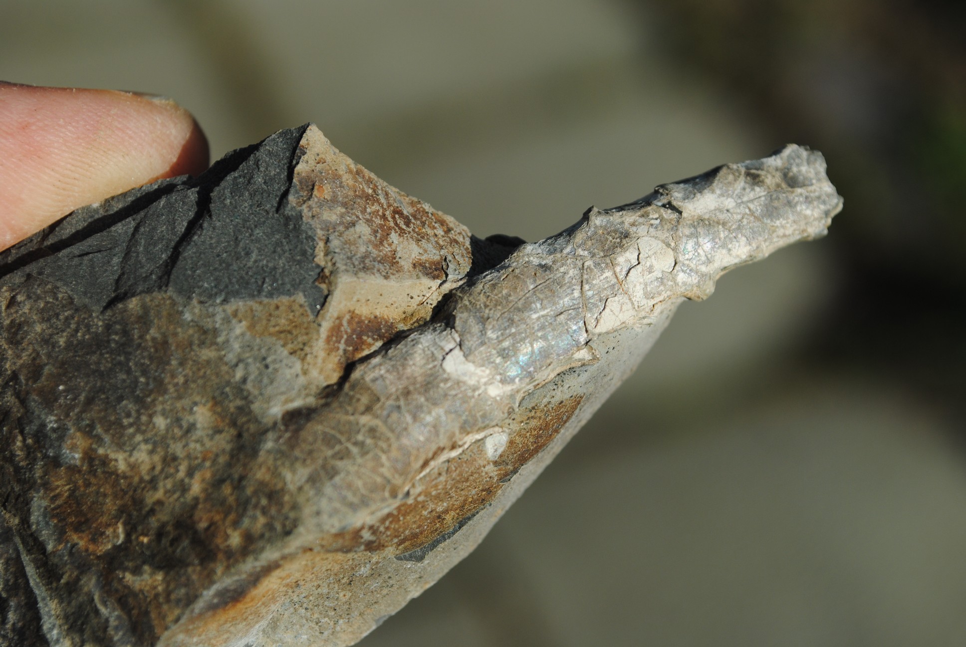 Baculitid From Vancouver Island Bc - Fossil ID - The Fossil Forum