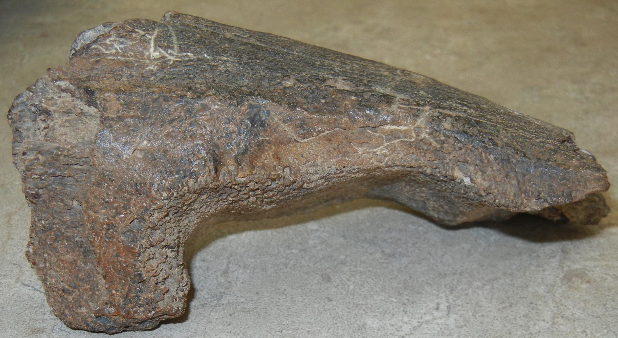 Mystery Bone - Fossil ID - The Fossil Forum