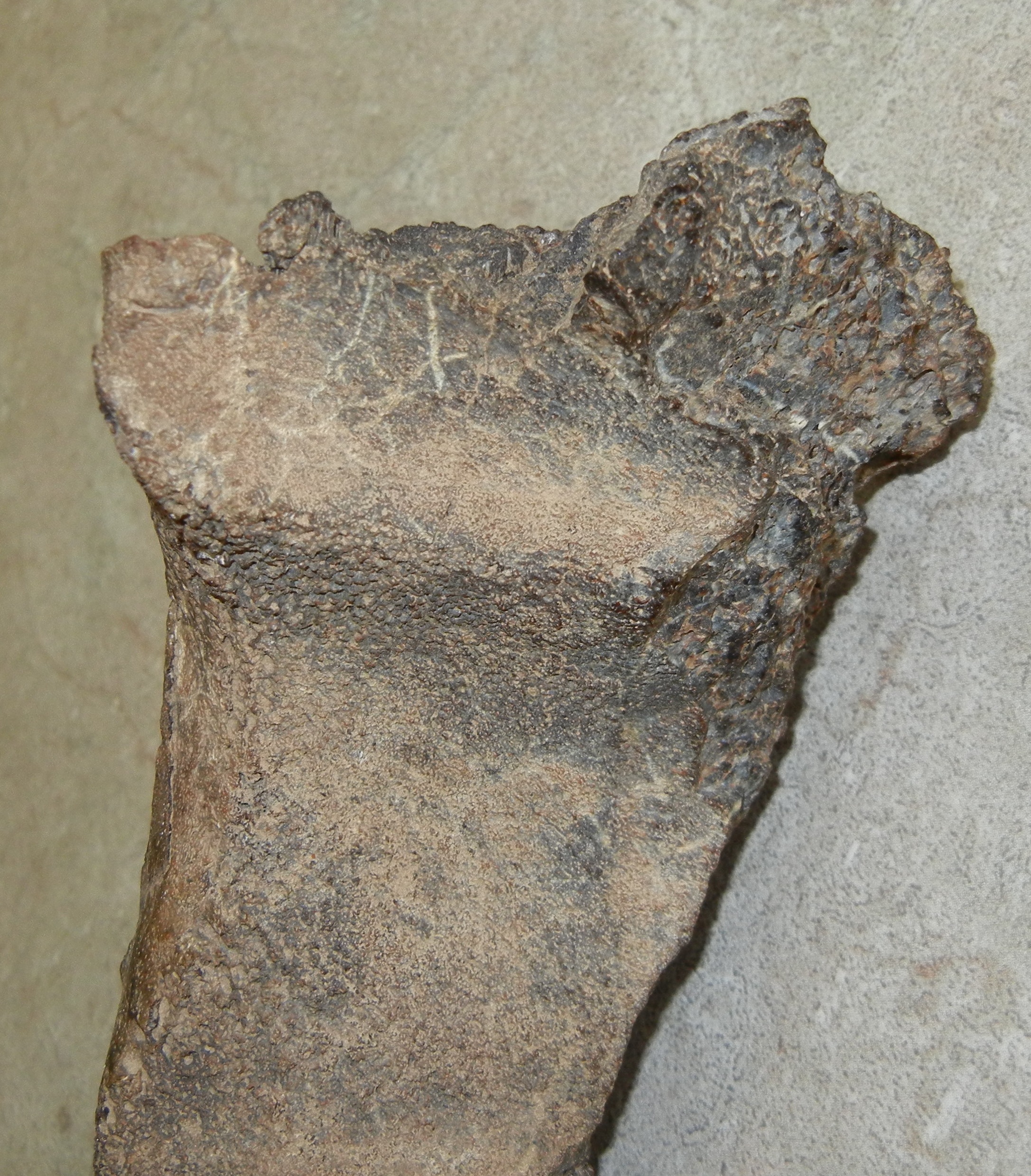 Mystery Bone - Fossil ID - The Fossil Forum