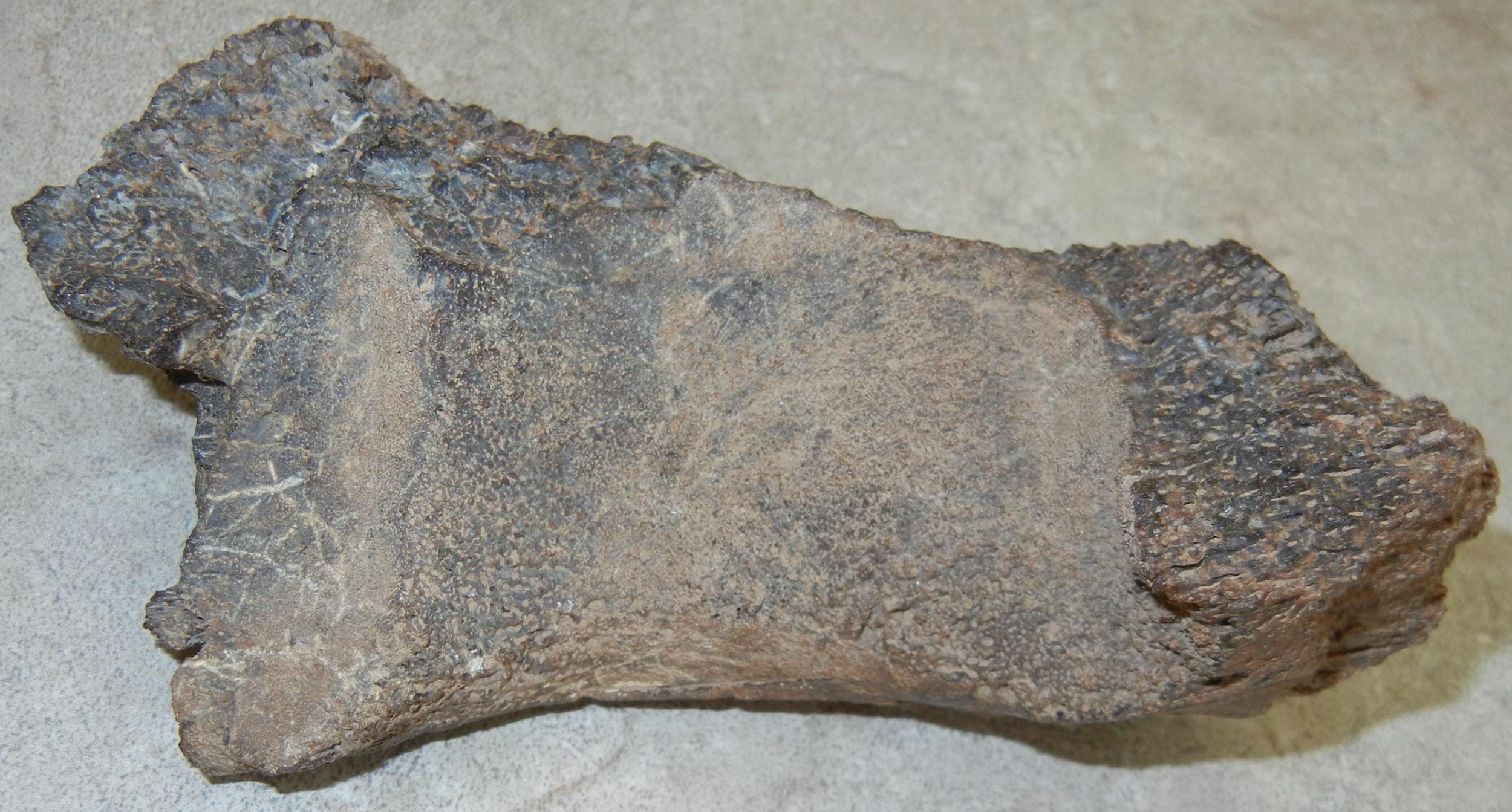 Mystery Bone - Fossil ID - The Fossil Forum
