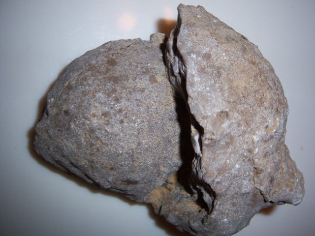 Fossilized Acorns? - Fossil ID - The Fossil Forum