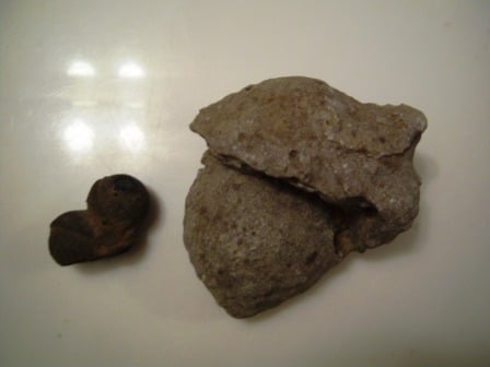 Fossilized Acorns? - Fossil ID - The Fossil Forum