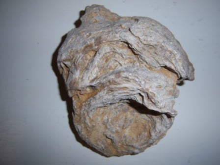 Fossilized Acorns? - Fossil ID - The Fossil Forum