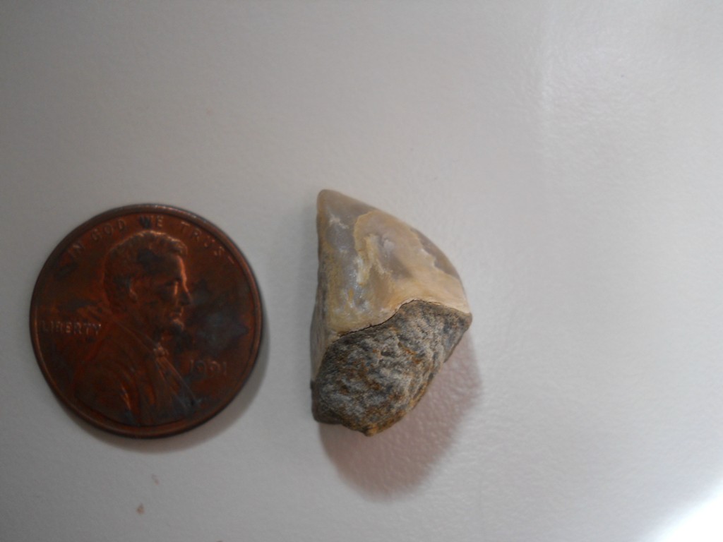 Tooth? Or Rock? No Clue - Fossil ID - The Fossil Forum