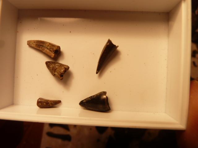 Best Fossil Trip So Far! Bouldnor Formation - Fossil Hunting Trips ...