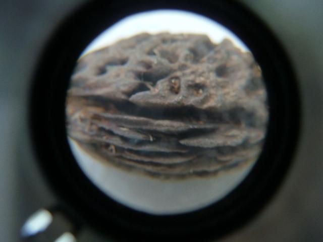 Best Fossil Trip So Far! Bouldnor Formation - Fossil Hunting Trips ...