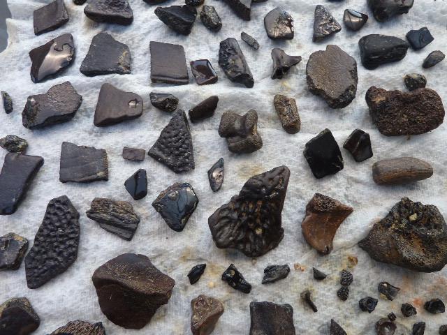 Best Fossil Trip So Far! Bouldnor Formation - Fossil Hunting Trips ...