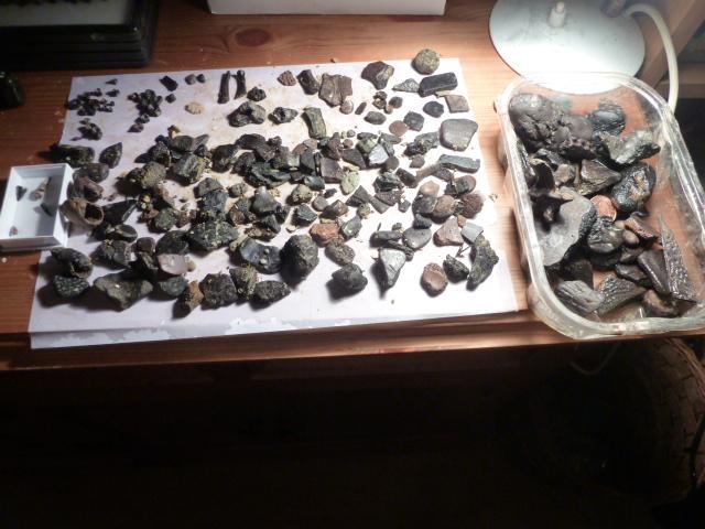 Best Fossil Trip So Far! Bouldnor Formation - Fossil Hunting Trips ...
