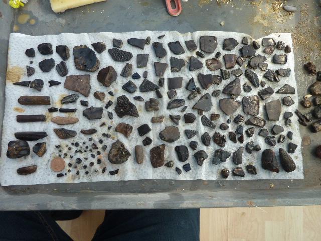 Best Fossil Trip So Far! Bouldnor Formation - Fossil Hunting Trips ...