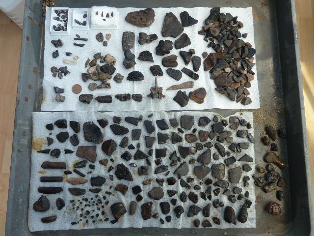 Best Fossil Trip So Far! Bouldnor Formation - Fossil Hunting Trips ...