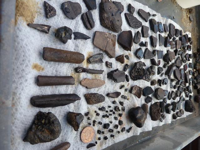 Best Fossil Trip So Far! Bouldnor Formation - Fossil Hunting Trips ...