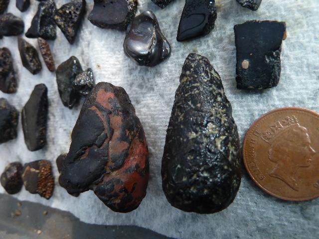 Best Fossil Trip So Far! Bouldnor Formation - Fossil Hunting Trips ...