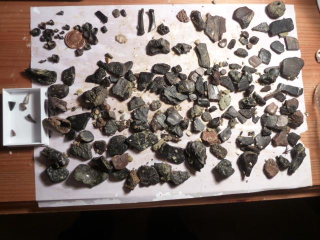 Best Fossil Trip So Far! Bouldnor Formation - Fossil Hunting Trips ...
