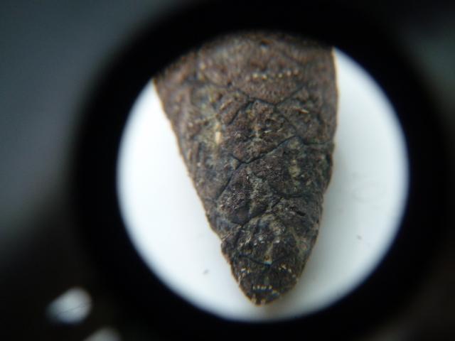 Best Fossil Trip So Far! Bouldnor Formation - Fossil Hunting Trips ...