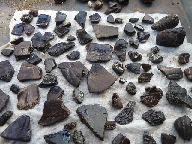 Best Fossil Trip So Far! Bouldnor Formation - Fossil Hunting Trips ...