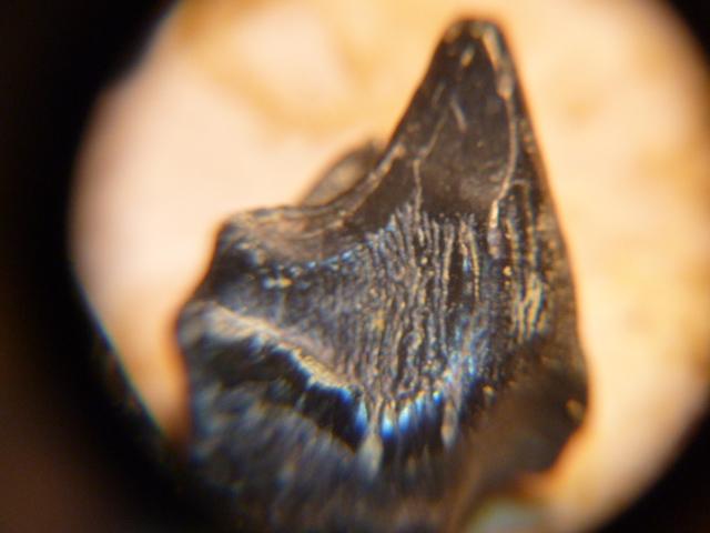 Best Fossil Trip So Far! Bouldnor Formation - Fossil Hunting Trips ...