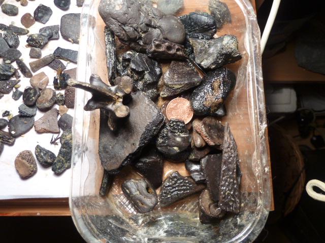 Best Fossil Trip So Far! Bouldnor Formation - Fossil Hunting Trips ...
