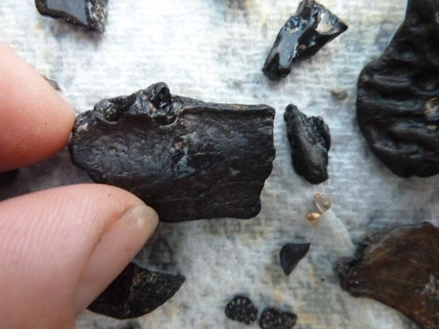 Best Fossil Trip So Far! Bouldnor Formation - Fossil Hunting Trips ...