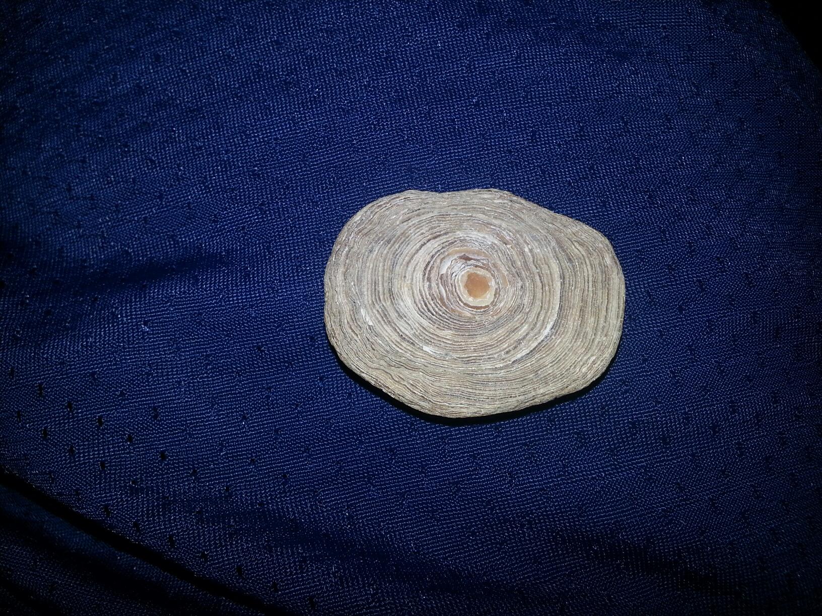 No Idea - Fossil ID - The Fossil Forum