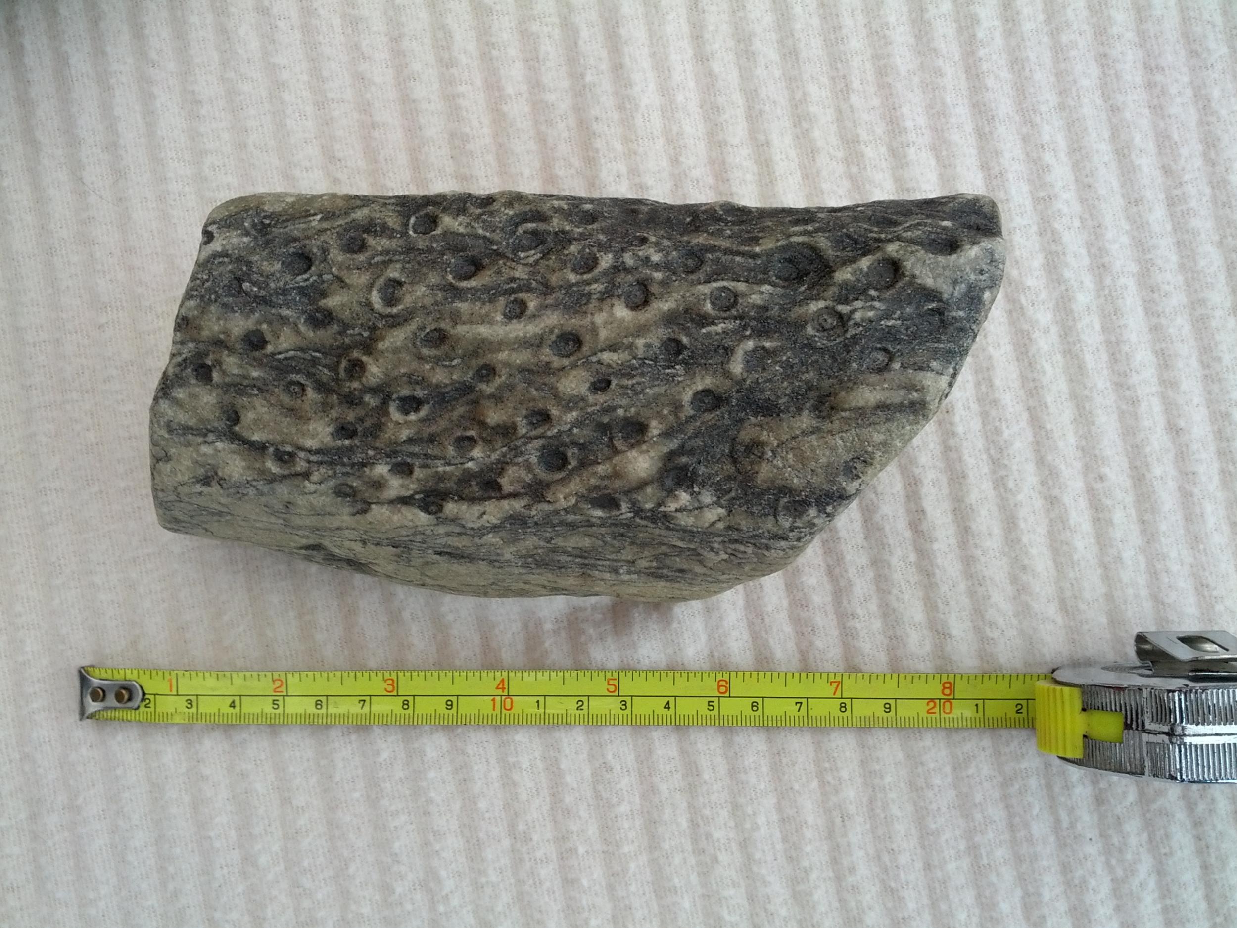 Tree Root ? - Fossil ID - The Fossil Forum