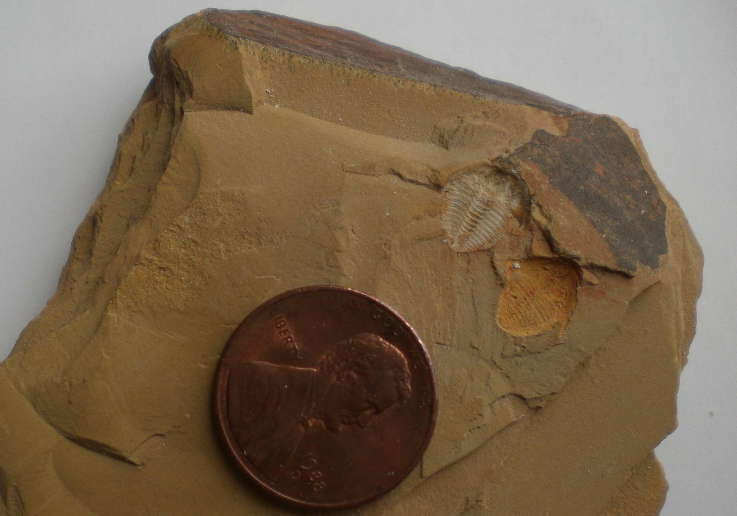 Little Unknown (To Me) Trilobites - Fossil ID - The Fossil Forum