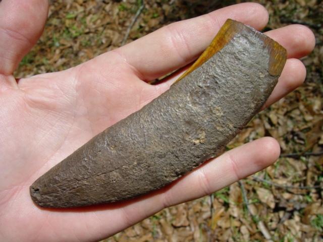 A Few New Florida Fossils - Member Collections - The Fossil Forum