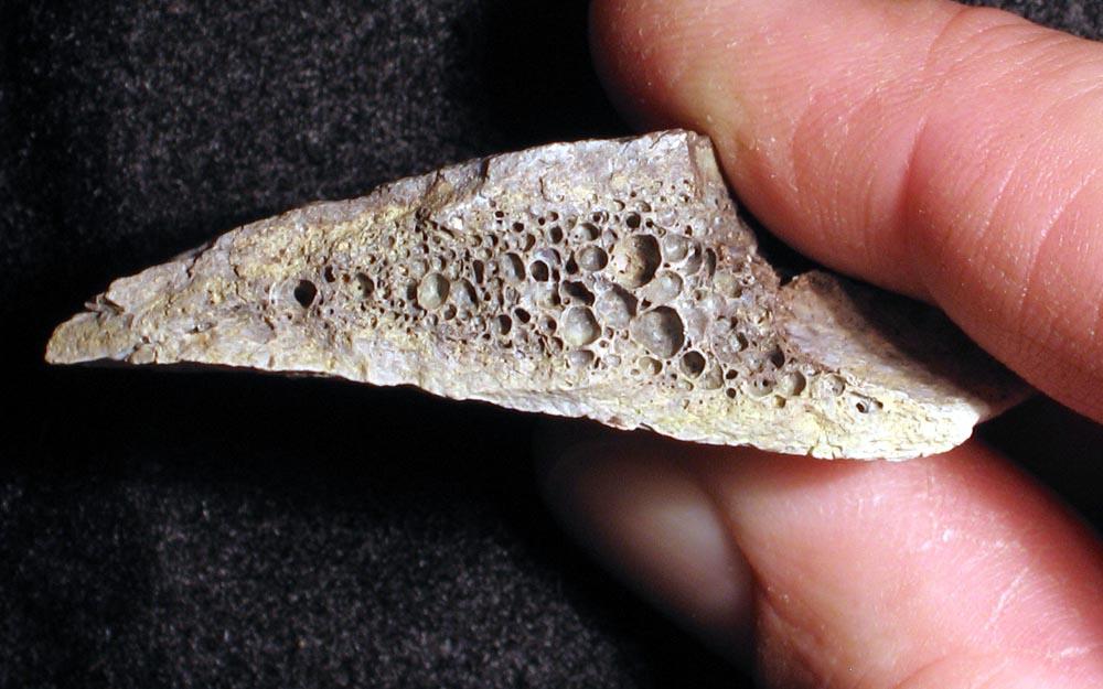 Giant Turtle? Massive Chunk Of Bone? - Fossil ID - The Fossil Forum