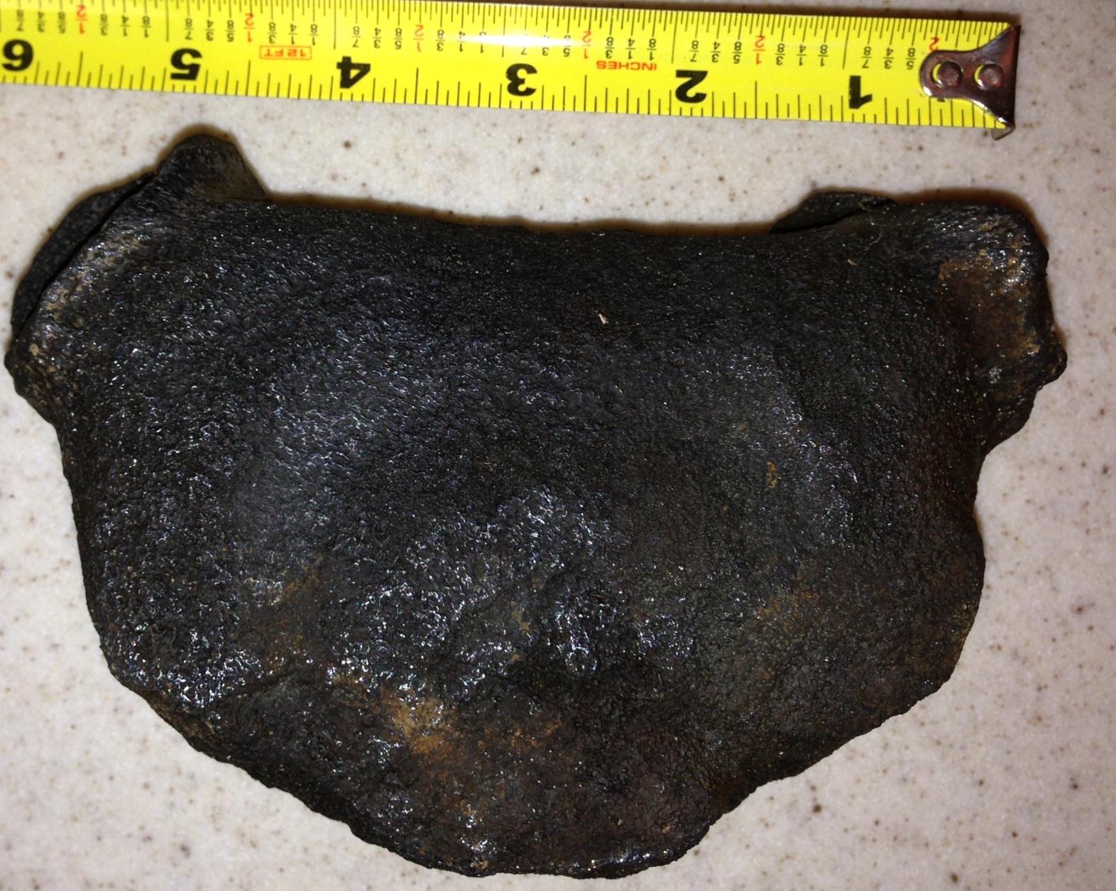 Ground Sloth Vertebrae? - Fossil ID - The Fossil Forum