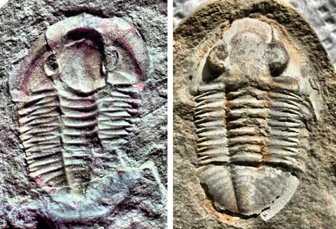 Ordovician Fezouata Lagerstatten Trilobite - Fossil ID - The Fossil Forum