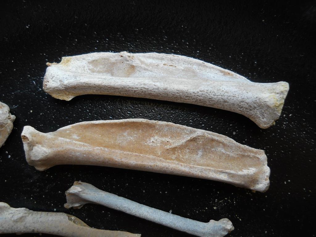 More Interesting Bones...what? - Fossil ID - The Fossil Forum