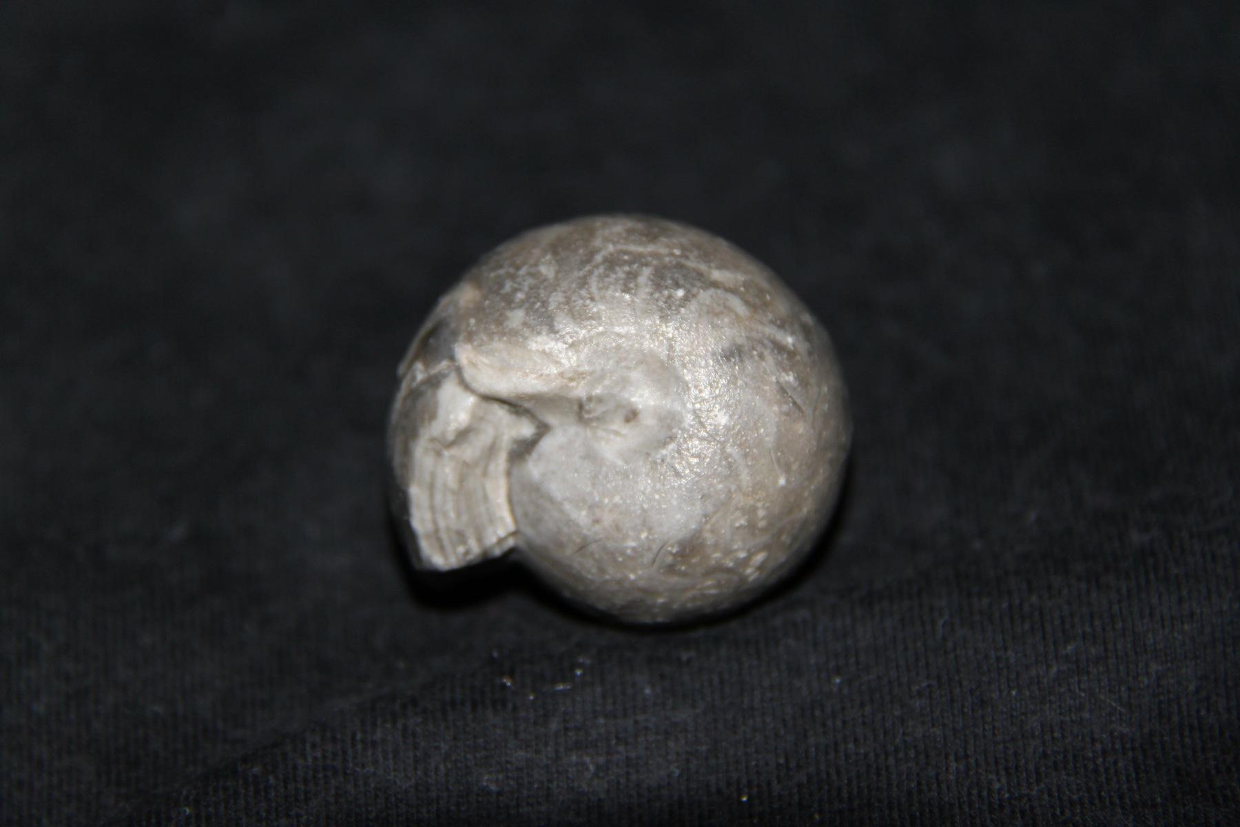 Sphere-Like Ammonite From The Devonian - Fossil ID - The Fossil Forum