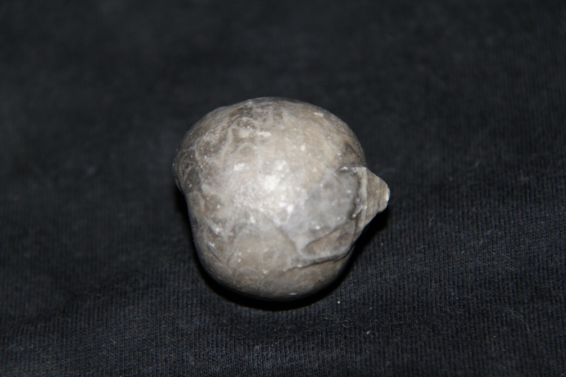Sphere-Like Ammonite From The Devonian - Fossil ID - The Fossil Forum