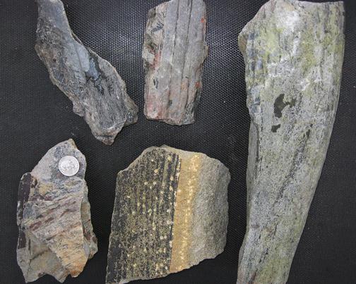 ...more Carboniferous Flora Fossils From Local Rock Cuts. - Fossil ...