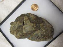 Coprolite? - Fossil ID - The Fossil Forum