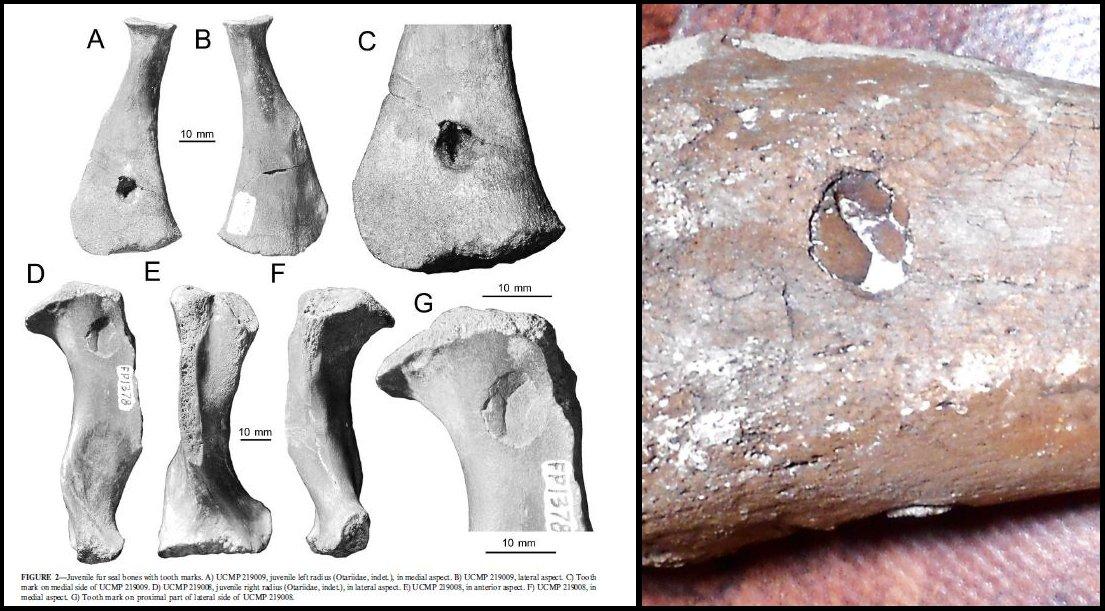 Predator Teeth Indentations On Dinosaur Bone - General Fossil ...