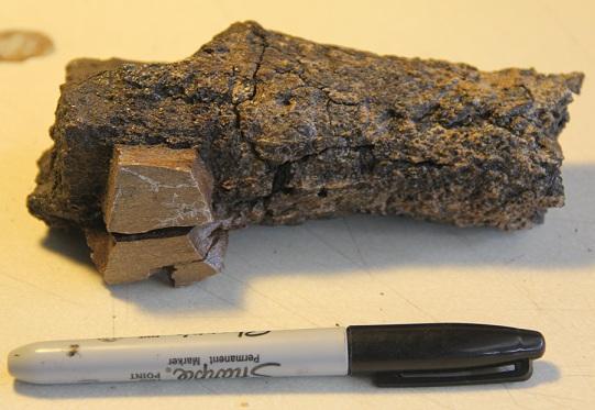 Triceratops Horn Core? Mere Limb Bone? - Fossil ID - The Fossil Forum
