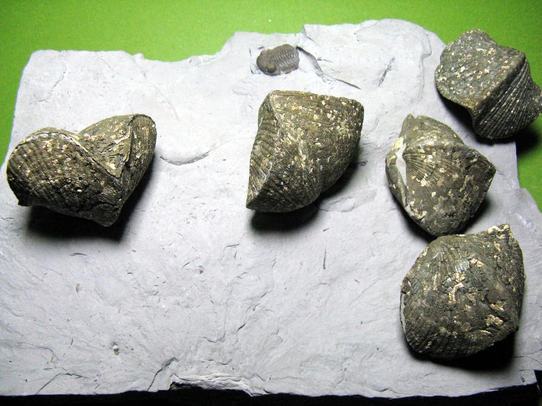 Silica Fm. Fossils - General Fossil Discussion - The Fossil Forum