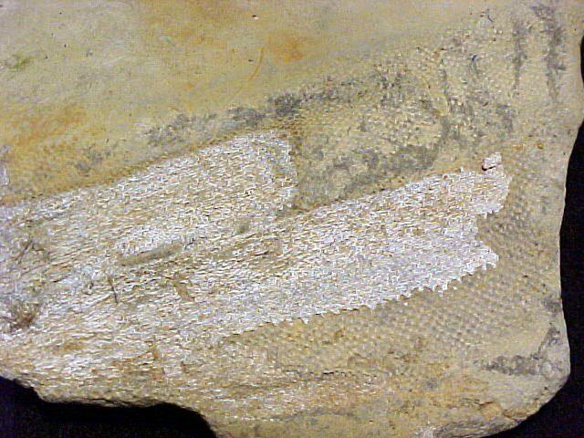 A Question For Paleoichthyologists - Questions & Answers - The Fossil Forum