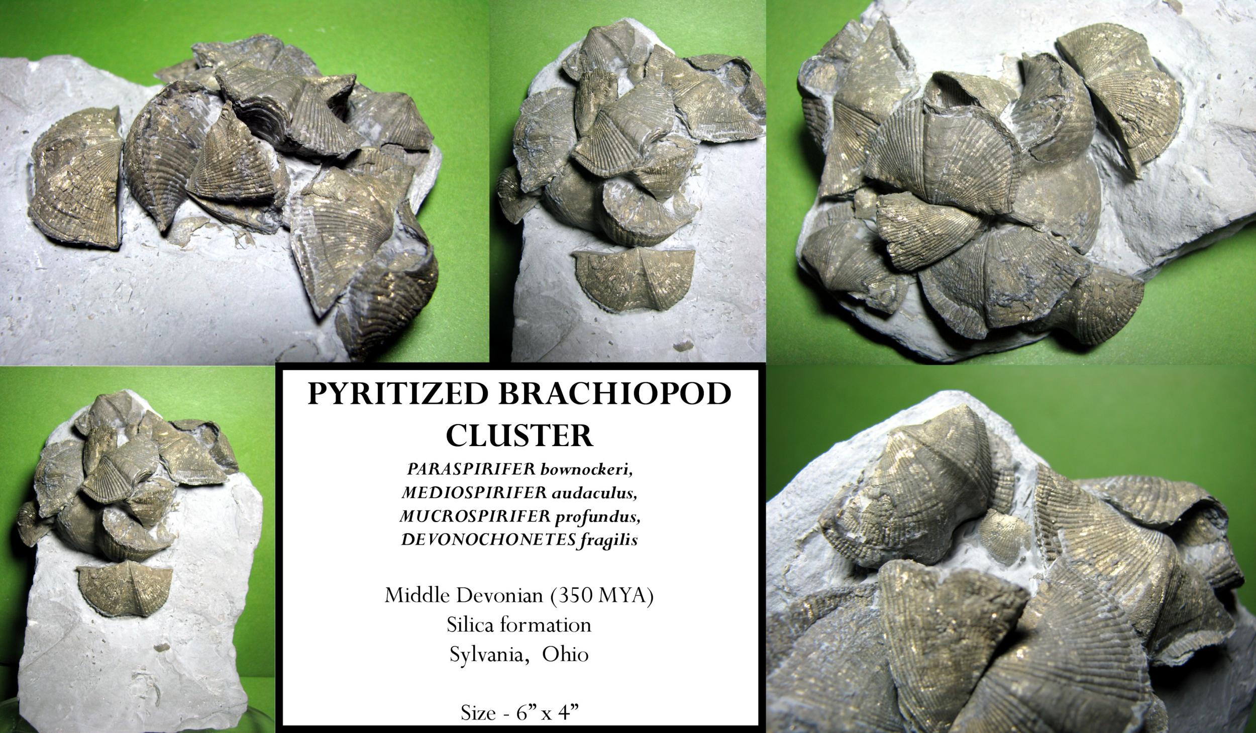 Silica Fm. Fossils - General Fossil Discussion - The Fossil Forum