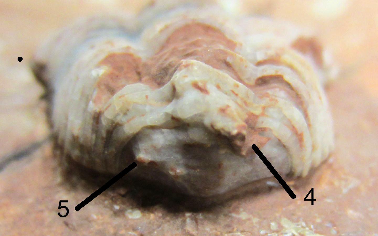 February 2013 Finds Of The Month - Fossil of the Month - The Fossil Forum