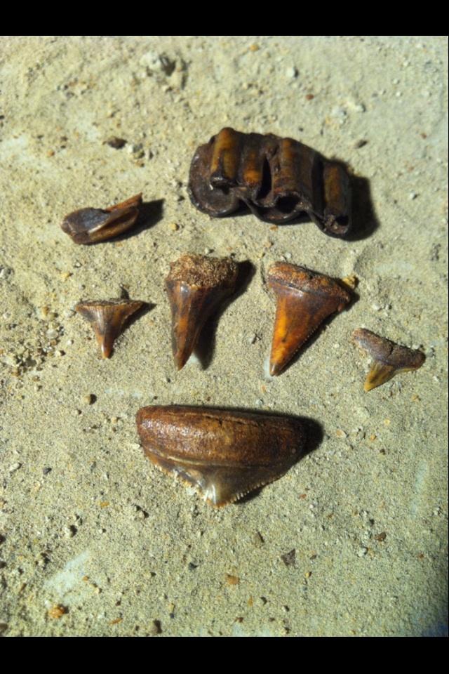 Extreme Posterior Meg - Member Collections - The Fossil Forum