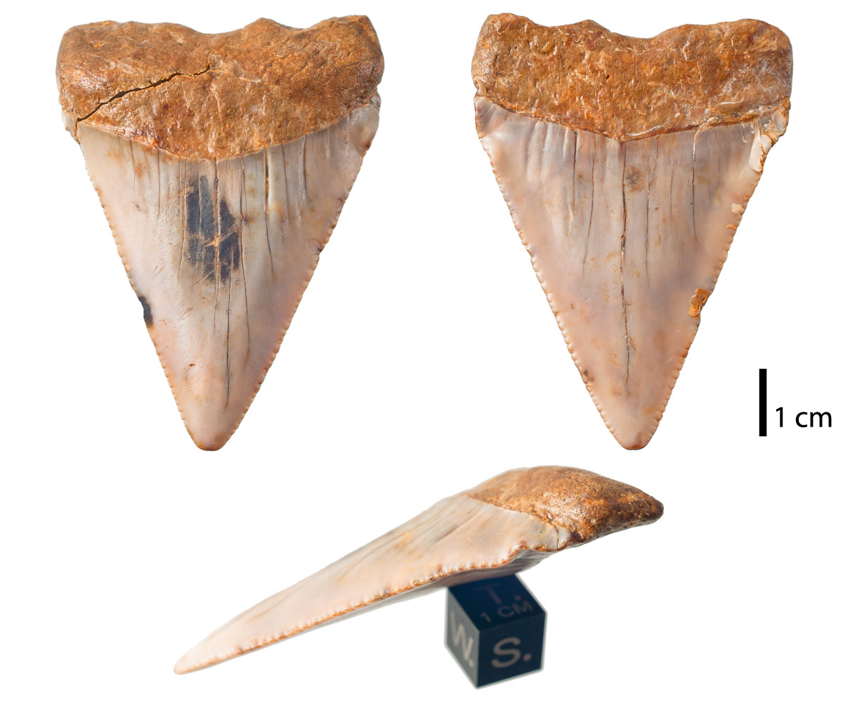 Carcharodon ...? - Fossil ID - The Fossil Forum