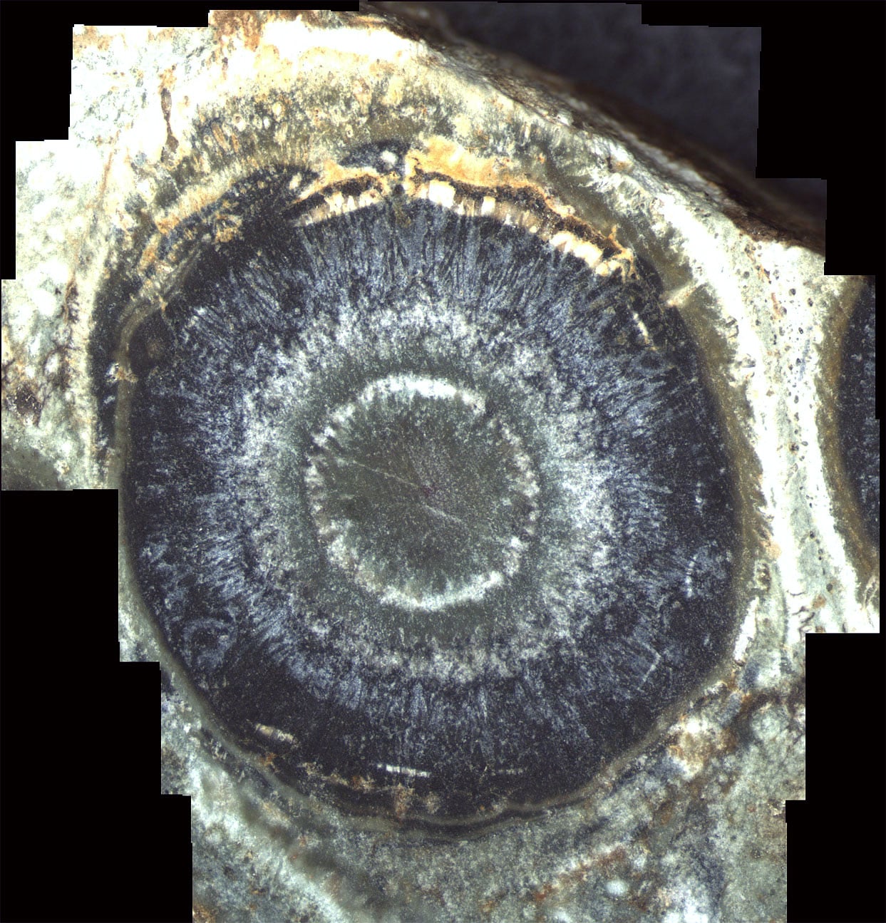 Stromatolite? - Fossil ID - The Fossil Forum