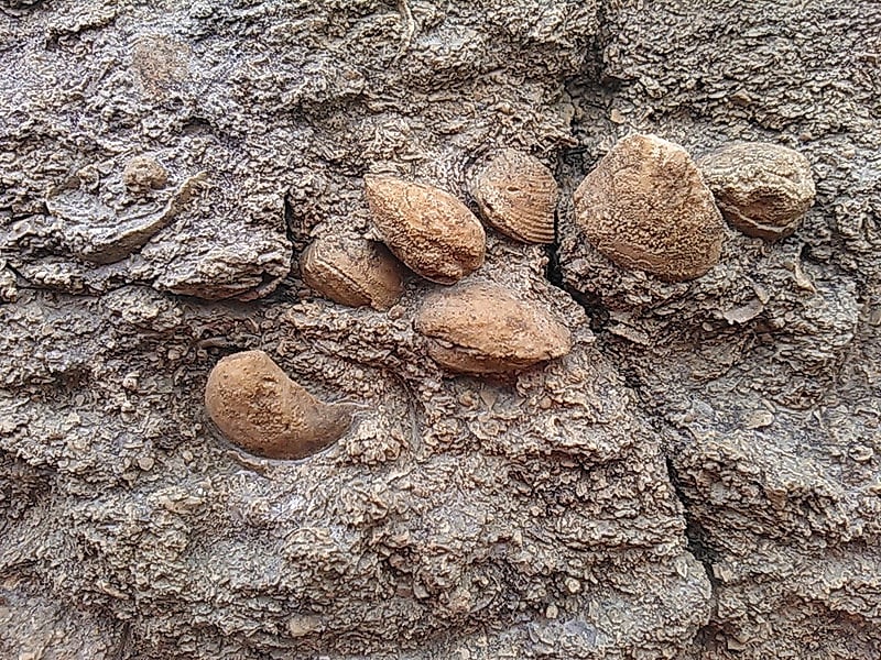 Would This Be Gypsum ? - Rocks & Minerals - The Fossil Forum