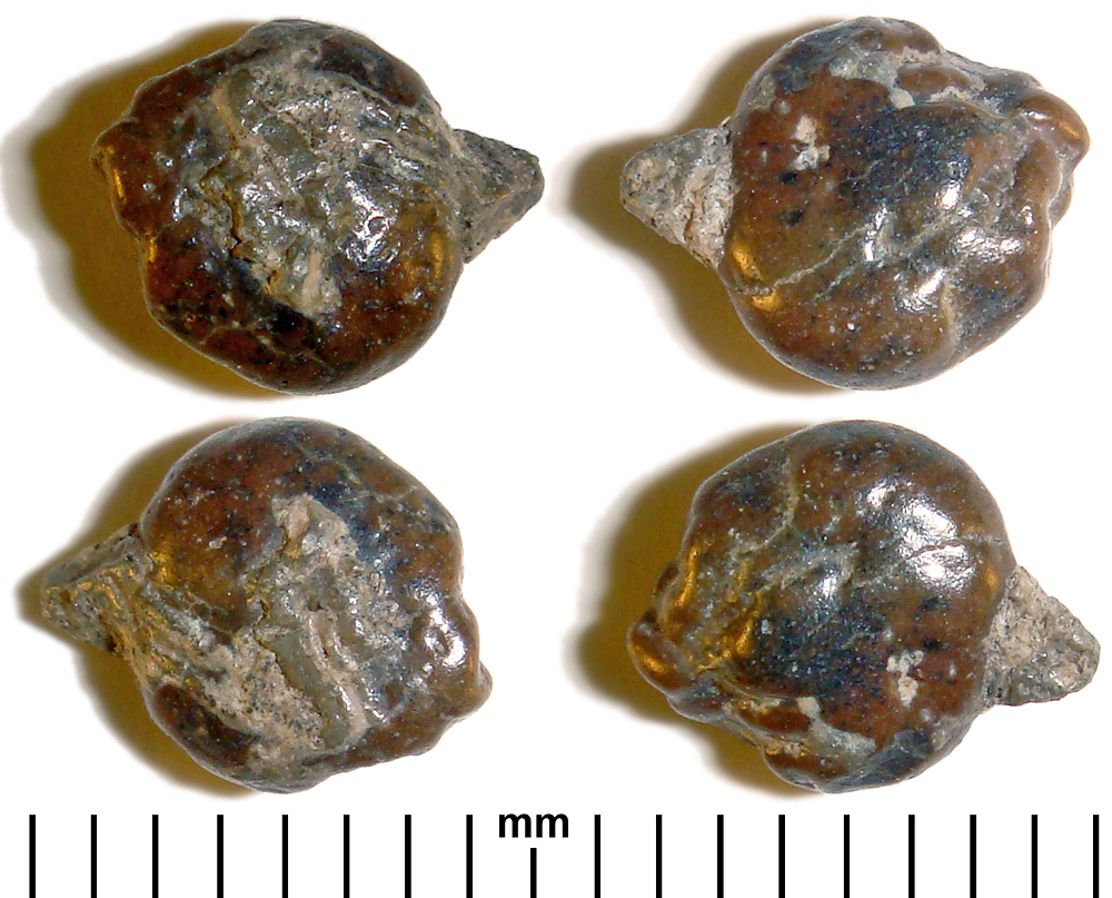Florida Matrix And Some Others... - Fossil ID - The Fossil Forum