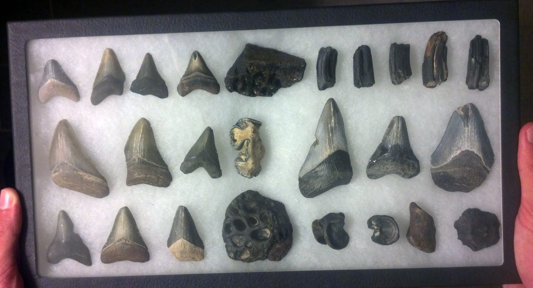 Bone Valley 3/29 - Fossil Hunting Trips - The Fossil Forum