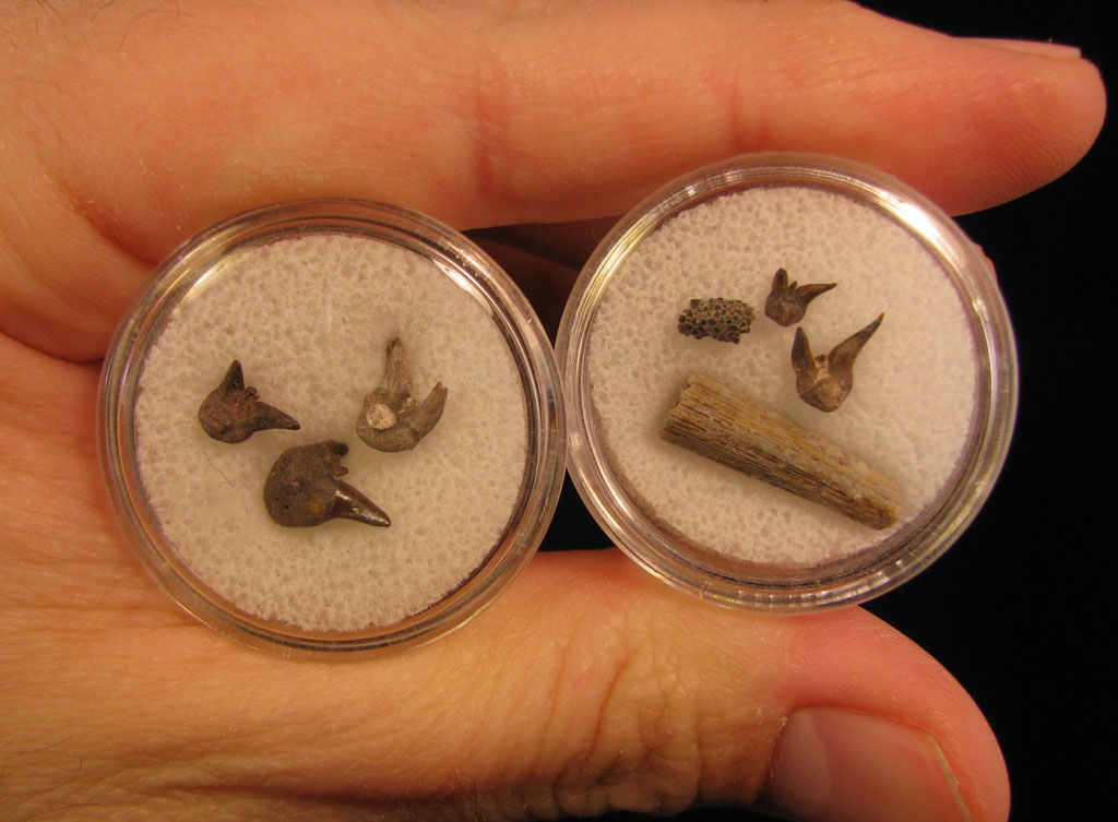 As Close To Collecting That I Can Do Right Now! - Fossil Hunting Trips ...