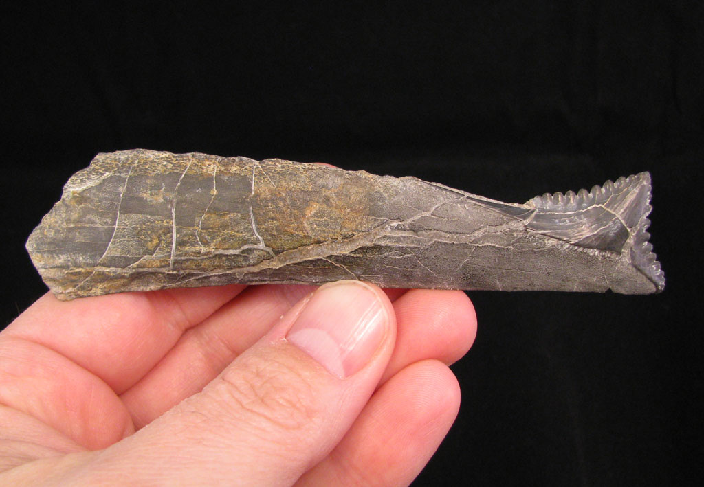 As Close To Collecting That I Can Do Right Now! - Fossil Hunting Trips ...