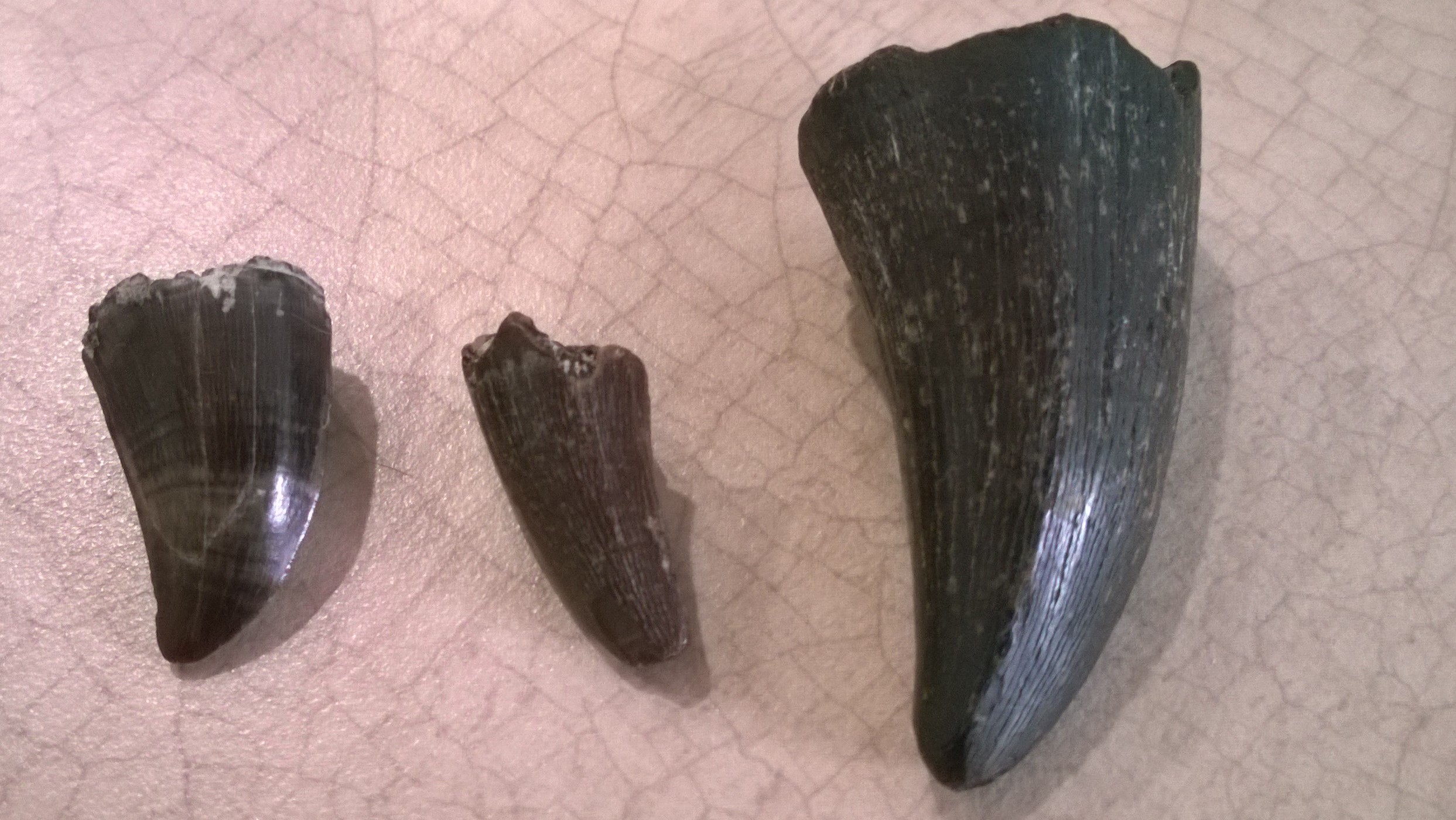 Tooth Help In Texas - Fossil ID - The Fossil Forum