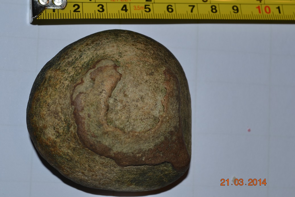 Found In River In Middle Tn - Fossil ID - The Fossil Forum